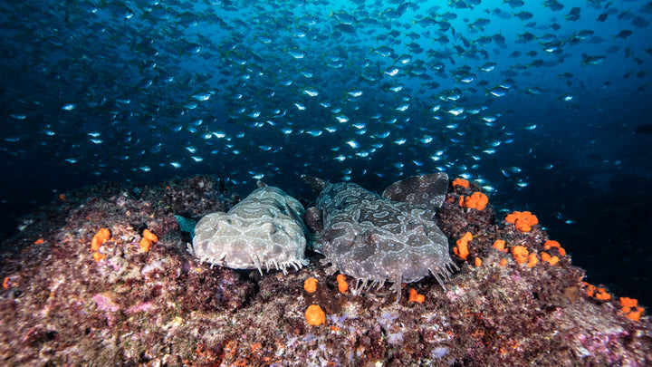 Sundive Byron Bay is Byron Bay’s only PADI 5 star Dive Centre