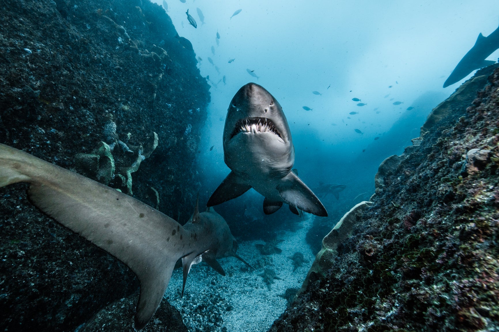 Sundive Byron Bay is Byron Bay’s only PADI 5 star Dive Centre
